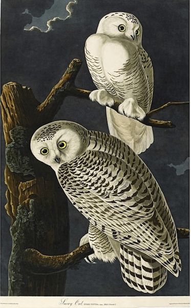 Birds of America: The World's Most Expensive Book | Amusing Planet